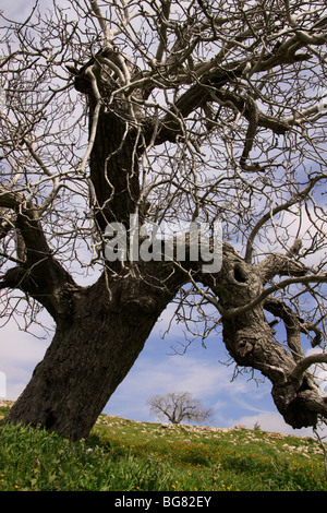 Israel the Upper Galilee Walnut tree on Mount Meron Stock Photo - Alamy