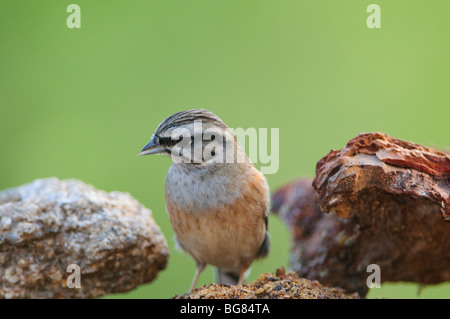 Rock Bunting (Emberiza cia), Spain Stock Photo - Alamy