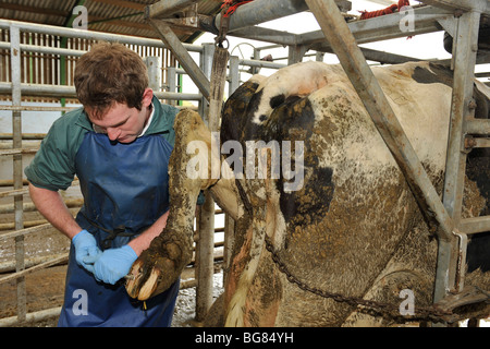 Cattle Foot Trimming Stock Photo - Alamy
