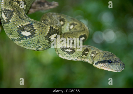 Madagascar tree boa (Sanzinia madagascariensis), well camouflaged on ...