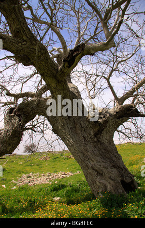 Israel, the Upper Galilee. Walnut tree on Mount Meron Stock Photo - Alamy