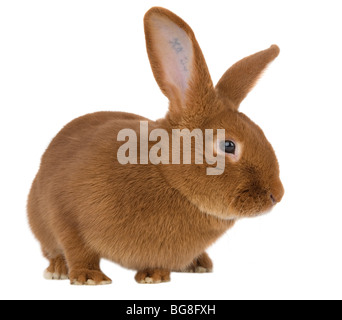 Fauve de Bourgogne domestic rabbit and its young rabbit curled up Stock ...