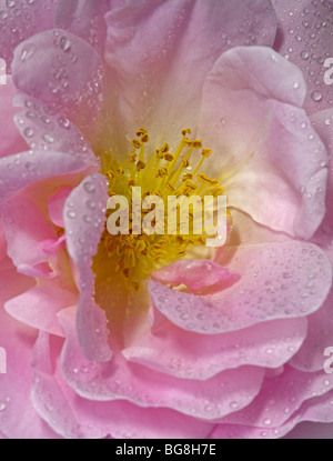 Modern Shrub Rose Fritz Nobis Stock Photo - Alamy