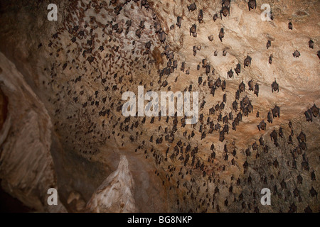 Malaysian fruit bats (approx four different species) roosting in Gua ...