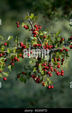 Rose hip buds on a plant Stock Photo - Alamy