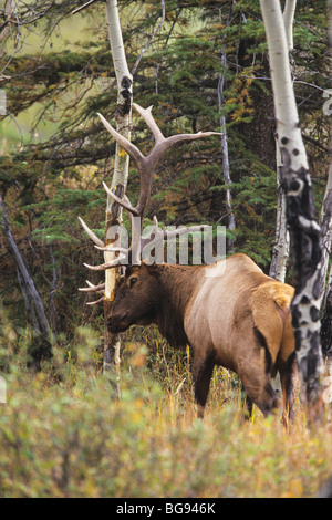 Elk (Cervus elaphus) bull rubbing against pine tree, Jasper National ...