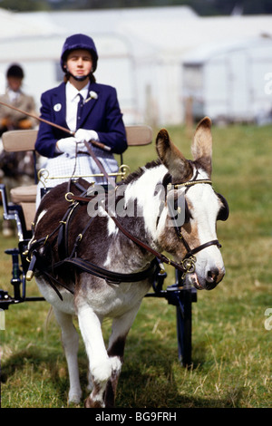 Carriage driving buggy with two ponies isolated on park land Stock ...