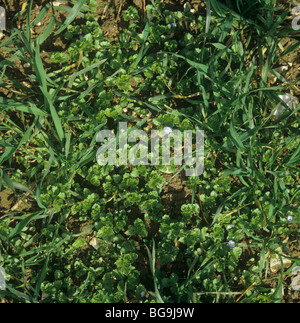 Field speedwell Veronica persica seedling with four true leaves Stock ...