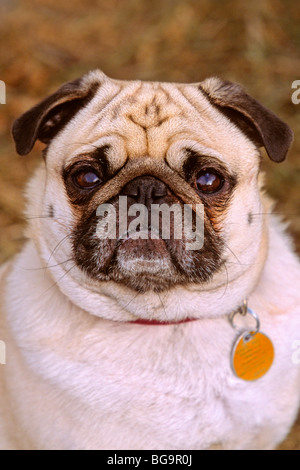 Portrait of adult pug with collar looking into the camera. Studio ...
