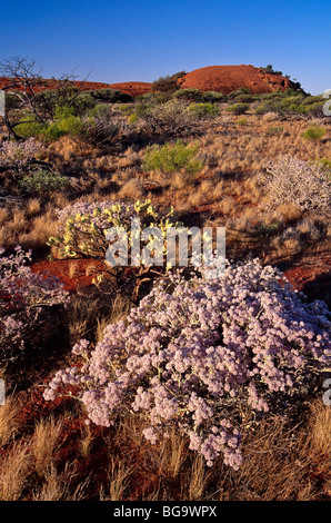wildflowers in the Australian outback Stock Photo - Alamy