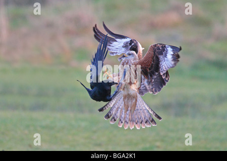 Raven in flight Stock Photo - Alamy