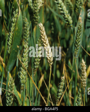 Fusarium or dryland foot rot (Fusarium sp.) mycelium & infection on ...