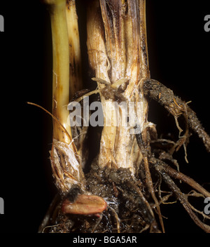 Fusarium or dryland foot rot Fusarium sp mycelium infection on wheat ...