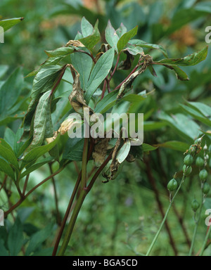 Peony Mould Botrytis paeoniae on Peony Paeonia spp foliage Stock Photo ...