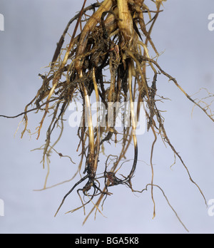 Common root rot Cochliobolus sativus browning at the bases of young ...