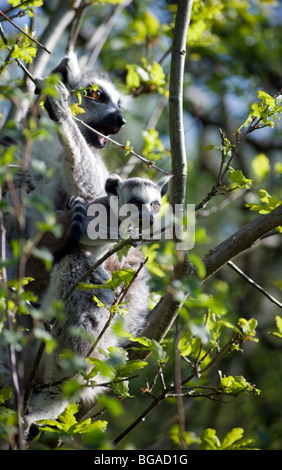 A pair of Madagascar catta lemurs or maki mococo or ringtail maki or ...