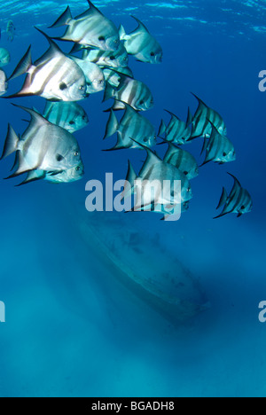 Shoal of Atlantic Spadefish and shipwreck Stock Photo - Alamy