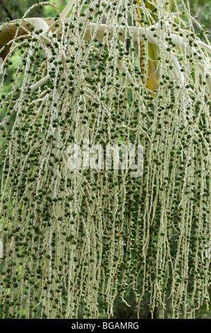 Alexandra Palm seed pods, Brisbane, Queensland, Australia Stock Photo ...