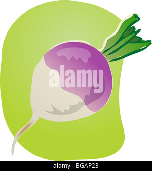 Sketch of a turnip Hand drawn lineart look illustration Stock Photo - Alamy