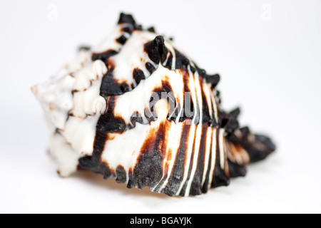 A white cone sea shell with black spots isolated on white background ...