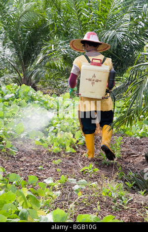 A worker spraying glyphosate herbicide around young palm trees. Sindora ...