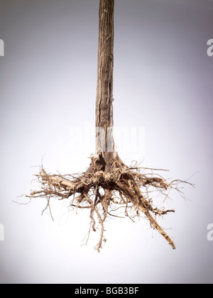 Tree roots (1 Stock Photo - Alamy