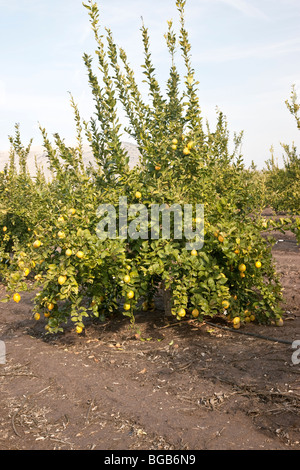 Lemon tree bearing fruit (citrus limon) with chives growing around the ...