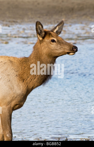 Young female elk in a park in snowy wintertime Stock Photo - Alamy