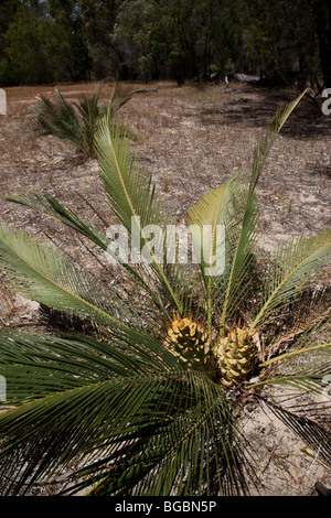 Australian cycad, Macrozamia riedlei, Australind, Western Australia ...