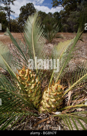 Australian cycad, Macrozamia riedlei, Australind, Western Australia ...