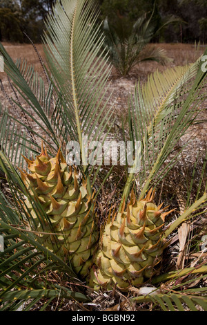 Australian cycad, Macrozamia riedlei, Australind, Western Australia ...