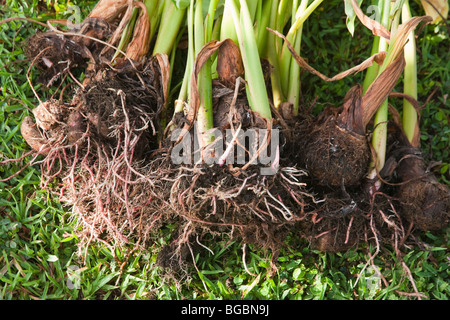 Taro ready for planting Stock Photo - Alamy