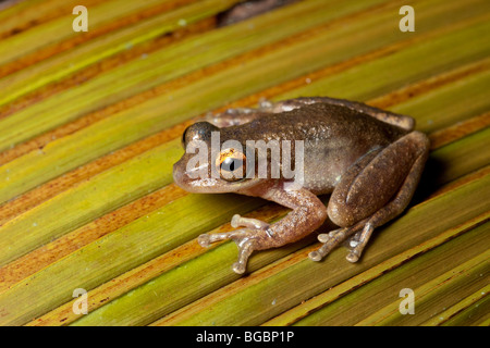 Common Mist Frog, Litoria rheocola, Josephine Falls, Queensland ...