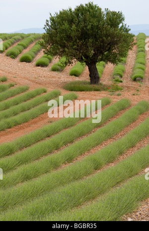 A lavender field near Manosque in Provence France Stock Photo - Alamy