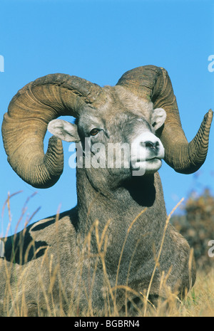 .Bighorn Sheep in the Rocky Mountains Stock Photo - Alamy