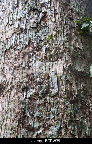 Trunk of Brazilian cedar (Cedrelinga catenaeformis) amidst rainforest ...