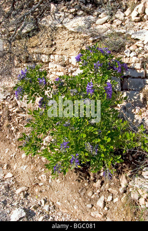 Small purple flowers Stock Photo - Alamy