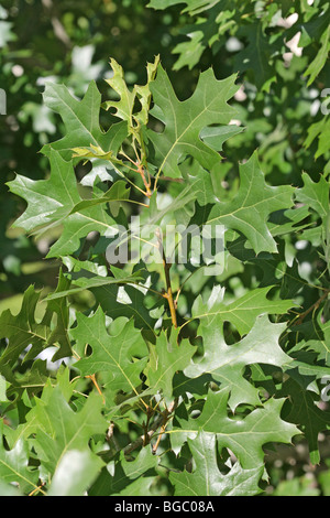 Spring Green Leaves Stock Photo - Alamy