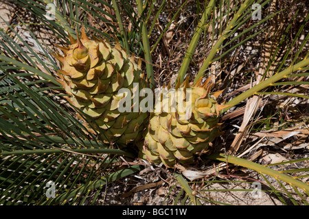 Australian cycad, Macrozamia riedlei, Australind, Western Australia ...