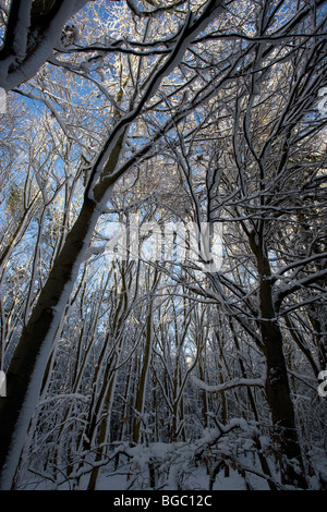 Beech trees in winter snowfall Stock Photo - Alamy