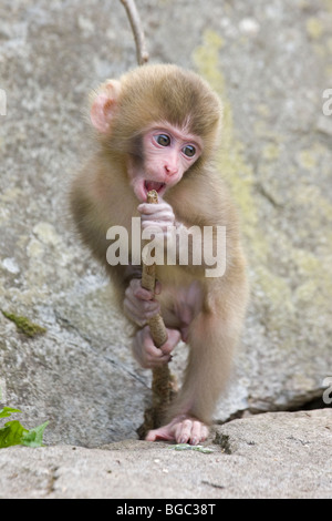 Japanese macaque in a Tree Stock Photo - Alamy