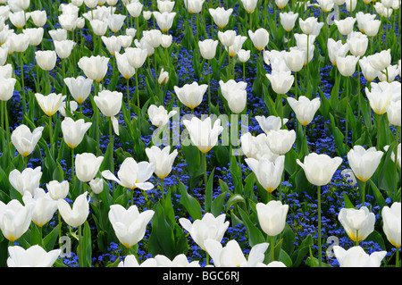 Flower bed tulips detail blooms differently-colorfully series garden ...