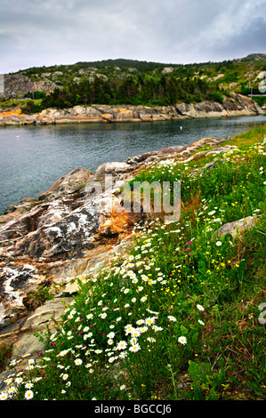 Newfoundland coastal scenery Stock Photo - Alamy
