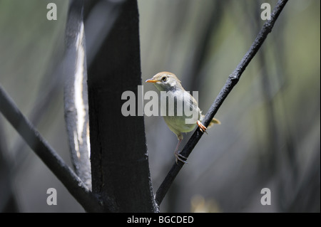 Neddicky sitting on branches of burnt protea Stock Photo - Alamy