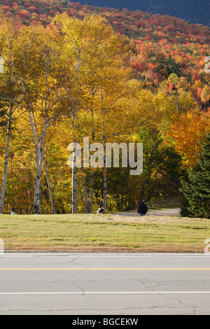 Pinkham Notch autumn birch trees Stock Photo - Alamy