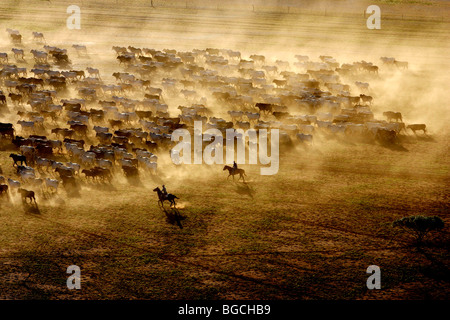 Mustering cattle, outback Australia Stock Photo: 20876066 - Alamy
