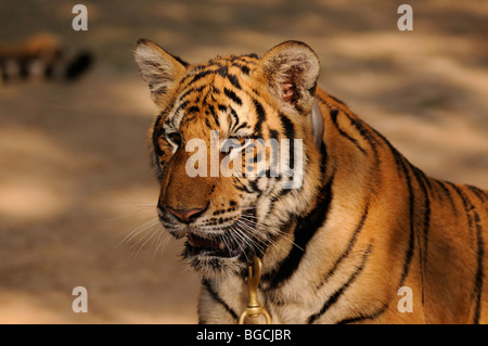 Thailand; Kanchanaburi; An 8 month old captive Tiger Cub at the Tiger ...
