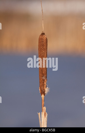 bull rush rushes bullrush bullrushes reeds pond ponds plant plants semi ...