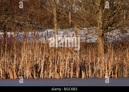 bull rush rushes bullrush bullrushes reeds pond ponds plant plants semi ...