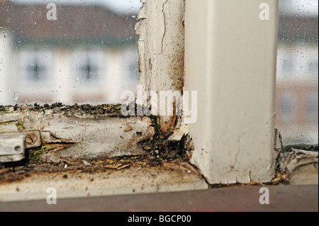 window, rotten, wood rot, window frame, timber wet rot, paint peeling ...
